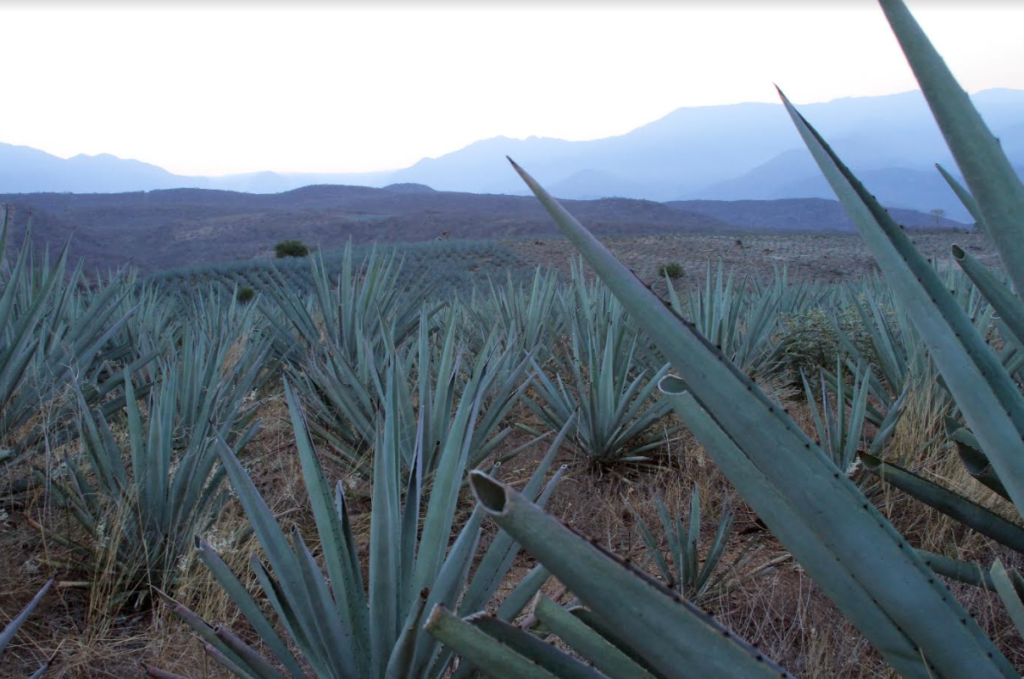ZIGNUM Mezcal te invita a descubrir más sobre el Agave Espadín – StylerMx